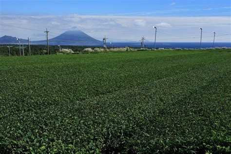 茶畑に開聞岳 GANREF