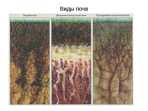 Классификация удобрений презентация доклад проект скачать