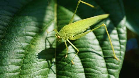 Grasshopper Insect Bug Free Photo On Pixabay