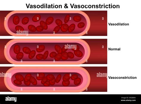 Vasoconstriction And Vasodilation Vasoconstriction Vasodilation