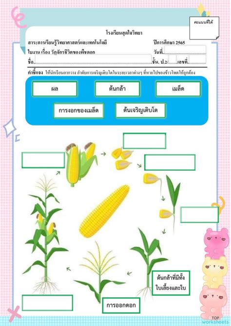 วัฏจักรชีวิตของพืชดอก ใบงานเชิงโต้ตอบ Topworksheets