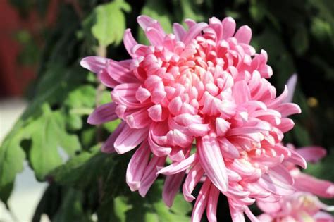 霜前月下誰家種 檻外籬邊何處秋菊花愛相隨 每日頭條