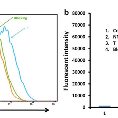 A Dls Histogram And B Tem Image Of The Unimolecular Nanoparticles