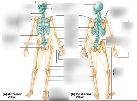 Human Skeletal System Diagram Unit Diagram Quizlet