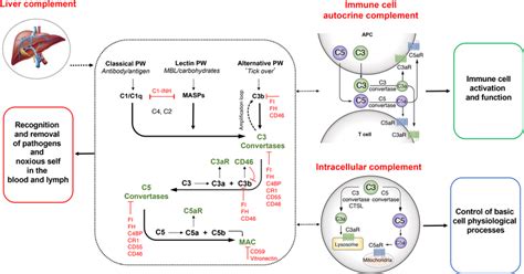 Suggested Model Of The Compartmentalization Of Human Complement
