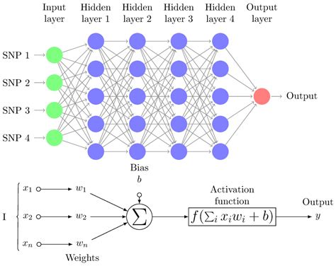 Genes Free Full Text A Guide On Deep Learning For Complex Trait Genomic Prediction