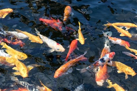 科学家三分之二的鱼会说话大部分在讨论性和食物 TOM母婴