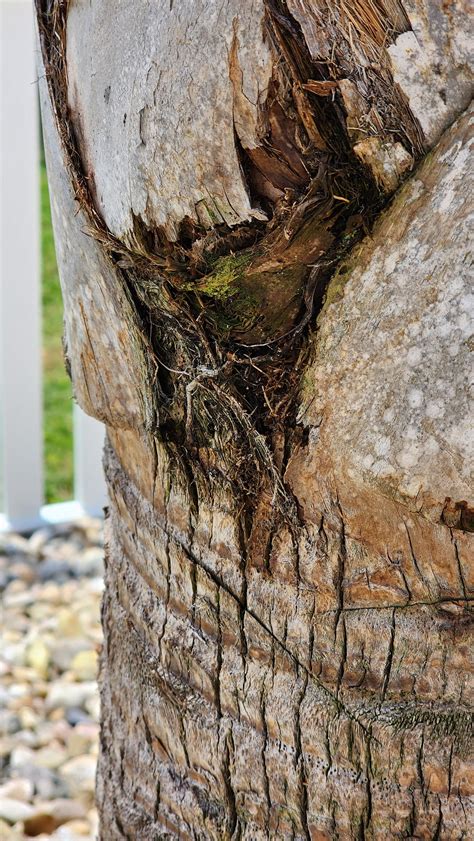 Sabal Palm Trunk Rot Rpalmtalk Sabal Palm Trunk Rot Rpalmtalk
