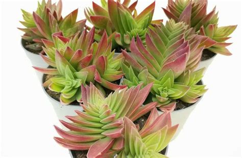 Crassula Capitella Red Pagoda Giromagi Cactus And Succulents