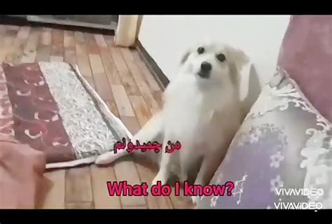 سگ پامرانین و اشپیتز کارخرابیه پسرها و اعتراف گیری