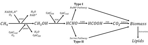 Process Used By Methanotrophic Bacteria For The Conversion Of Methane Download Scientific