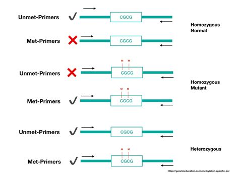Methylation Specific Pcr A Complete Technical Guide Genetic Education