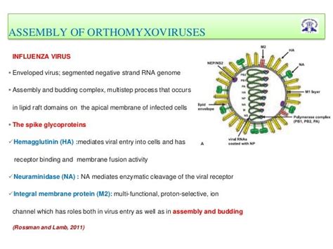 Assembly Of Viruses