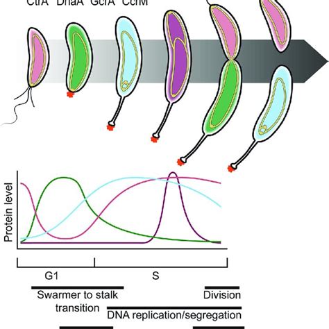 Caulobacter Differentiation Is Mediated By Global Regulators Download Scientific Diagram