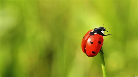 Мудрый жук Вайшнава Прана дас Youtube