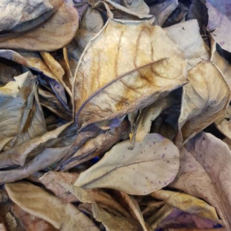 P老闆水族 乾燥欖仁葉 懶人葉 50克 100公克 大懶人葉 鬥魚 鯛類 龍魚 紅龍 黑水 亞馬遜 加拉辛 蝦皮購物