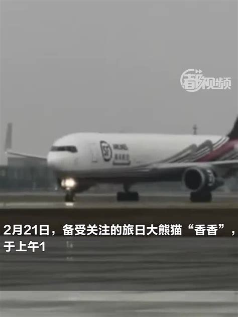 欢迎回家！大熊猫香香乘坐专机回国手机新浪网