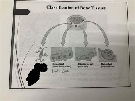 Bone Mechanics Flashcards Quizlet