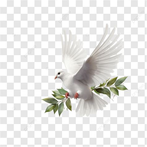 비둘기 올리브 가지 흰색 그림 비둘기 올리브 가지 흰색 그림 비둘기 올리브 가지 흰색 그림 Png 일러스트 및 이미지 에 대한 무료 다운로드 Pngtree