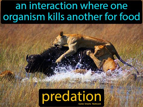 Predation Easy Science Biologie