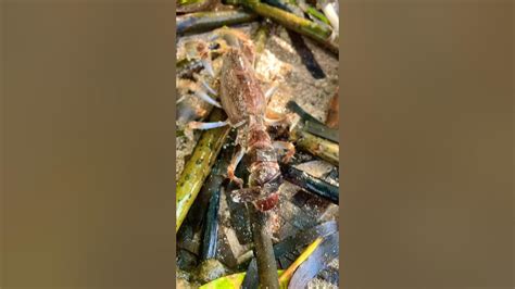 Что за чУдо Юдо😅 Youtube