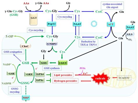 Critical Roles Of The Cysteine Glutathione Axis In The Production Of γ Glutamyl Peptides In The