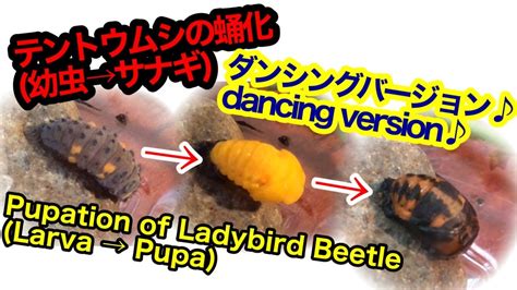 ナナホシテントウの蛹化 Pupation of Ladybird 踊る Dancing version 幼虫からサナギの変化の様子
