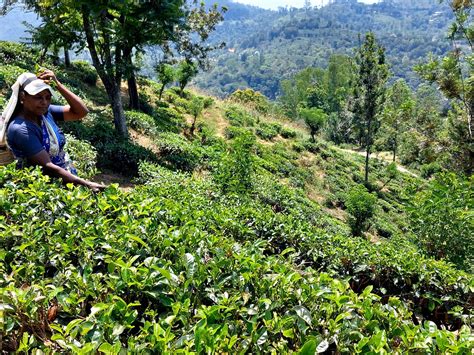 Buddhika Lakshan Tours 2025 All You Need To Know Before You Go With Reviews