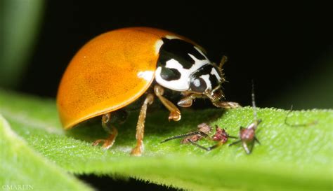 Seven Spotted Ladybug North American Insects And Spiders