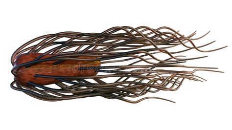 3d Rendering Of Isolated Proteus Mirabilis Bacterial Cells Stock Illustration Illustration Of