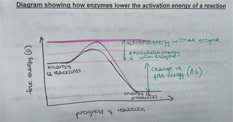 Biology Module 1 Enzyme Action Flashcards Quizlet