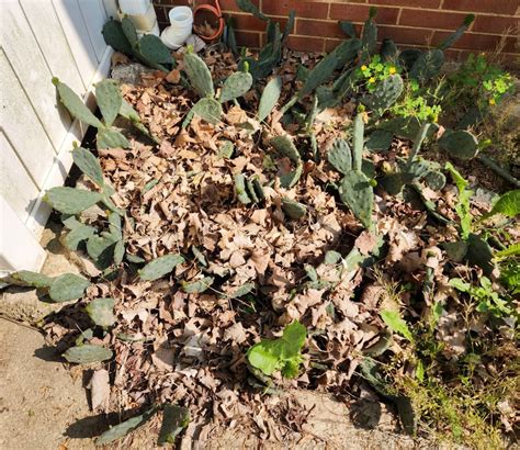 A Simple Guide To Growing Prickly Pear Cactus HubPages