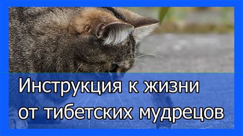 Инструкция к жизни от тибетских мудрецов Youtube