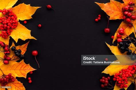 밝은 단풍 나무 가을 단풍 나무와 검은 색 배경에 빨간 열매 창조적 인 가을 플랫 레이 0명에 대한 스톡 사진 및 기타 이미지 0명 10월 9월 Istock