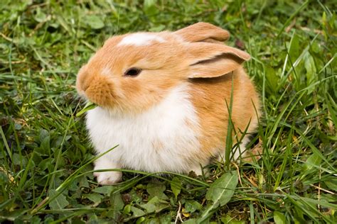 Rabbit Ear Mites 4 Signs To Watch For And How To Treat It Every