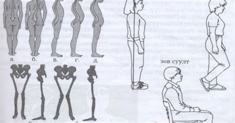 Биологийн багш Б Хашчулуу Тулгуур эрхтний тогтолцооны эрүүл ахуй