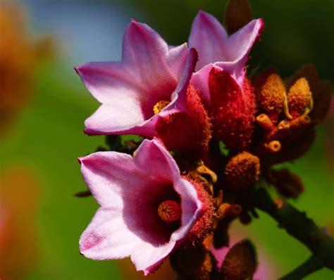Top Pink Flowering Trees In Australia Yard Work