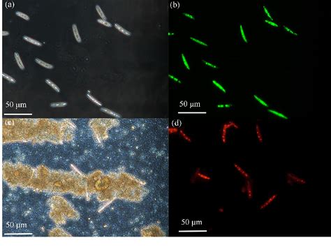 Figure 1 From Facile Synthesis Of Cu Doped Zno Nanoparticles For The