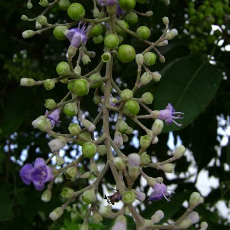Simpleleaf Chastetree Vitex Trifolia Plant Care And How To Grow Water