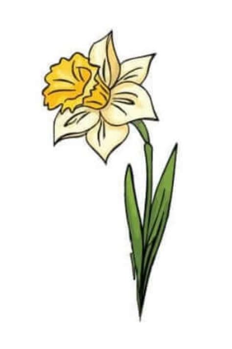 How To Draw A Daffodil Flower Drawing Cute Flower Drawing Daffodils