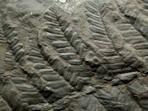 Tree Fern Frond Fossil
