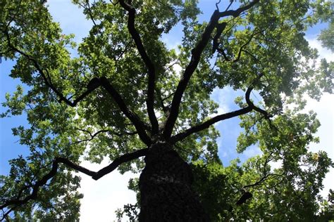 Поиграем в эрудитов Тема деревья 1 Проанализировав 100 случаев попадания молнии в дерево