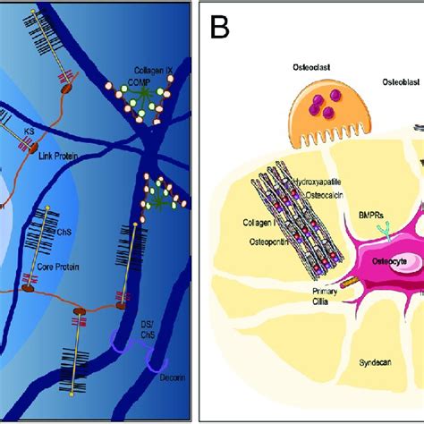Extracellular Matrix Environment And Mechanosensory Mechanisms In A Download Scientific