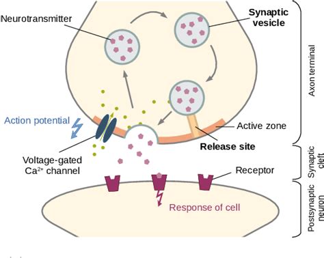 Figure 1 From Partial Mean Field Model For Neurotransmission Dynamics