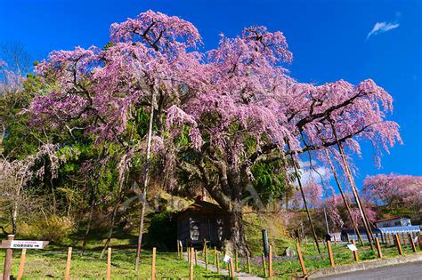 紅枝垂地蔵桜 桜 福島県 郡山市 209533551 の写真素材 アフロ