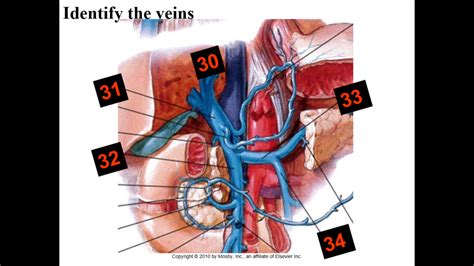 Cross Sectional Test 1 Portal Circulation Diagram Quizlet