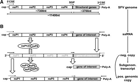 Improvement Of In Vivo Expression Of Genes Delivered By Self Amplifying