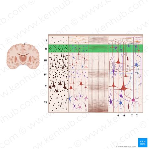 Cerebral Cortex Cytoarchitecture And Layers Kenhub