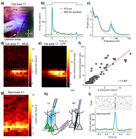 Hybrid µECoG permits local and interareal optogenetic mapping in the Download Scientific