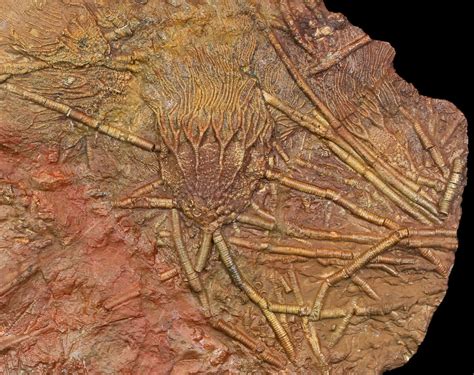 14 Silurian Fossil Crinoid Scyphocrinites Plate Morocco 118564
